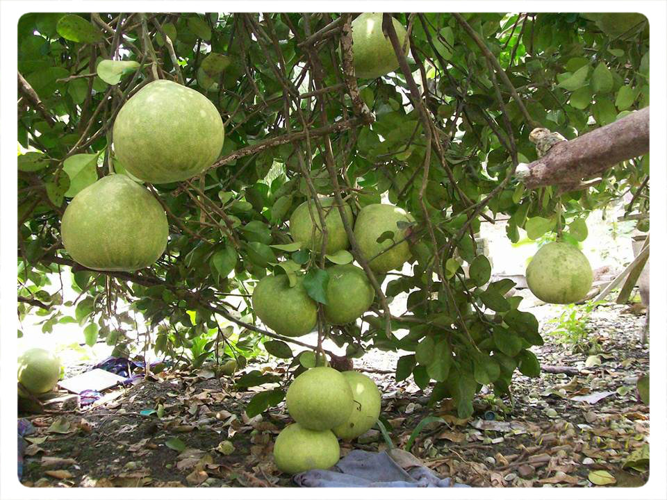 Cita Tani Nursery (NS0154959): Benih Limau Bali / Bong Isi Merah