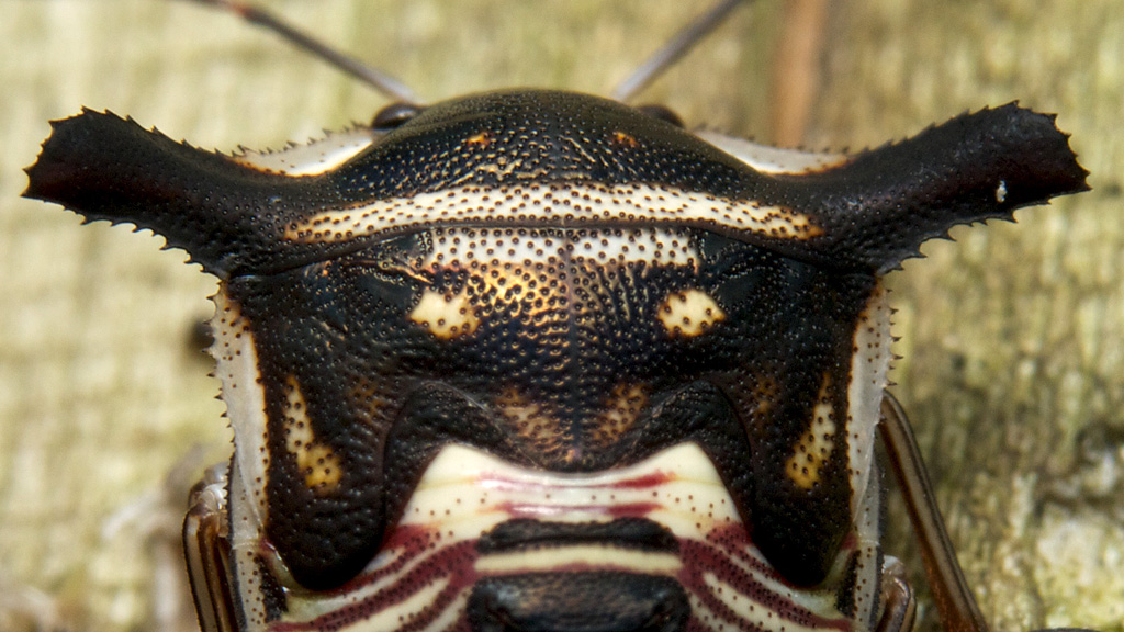 ムシをデザインしたのはダレ？: ウシカメムシ 幼虫