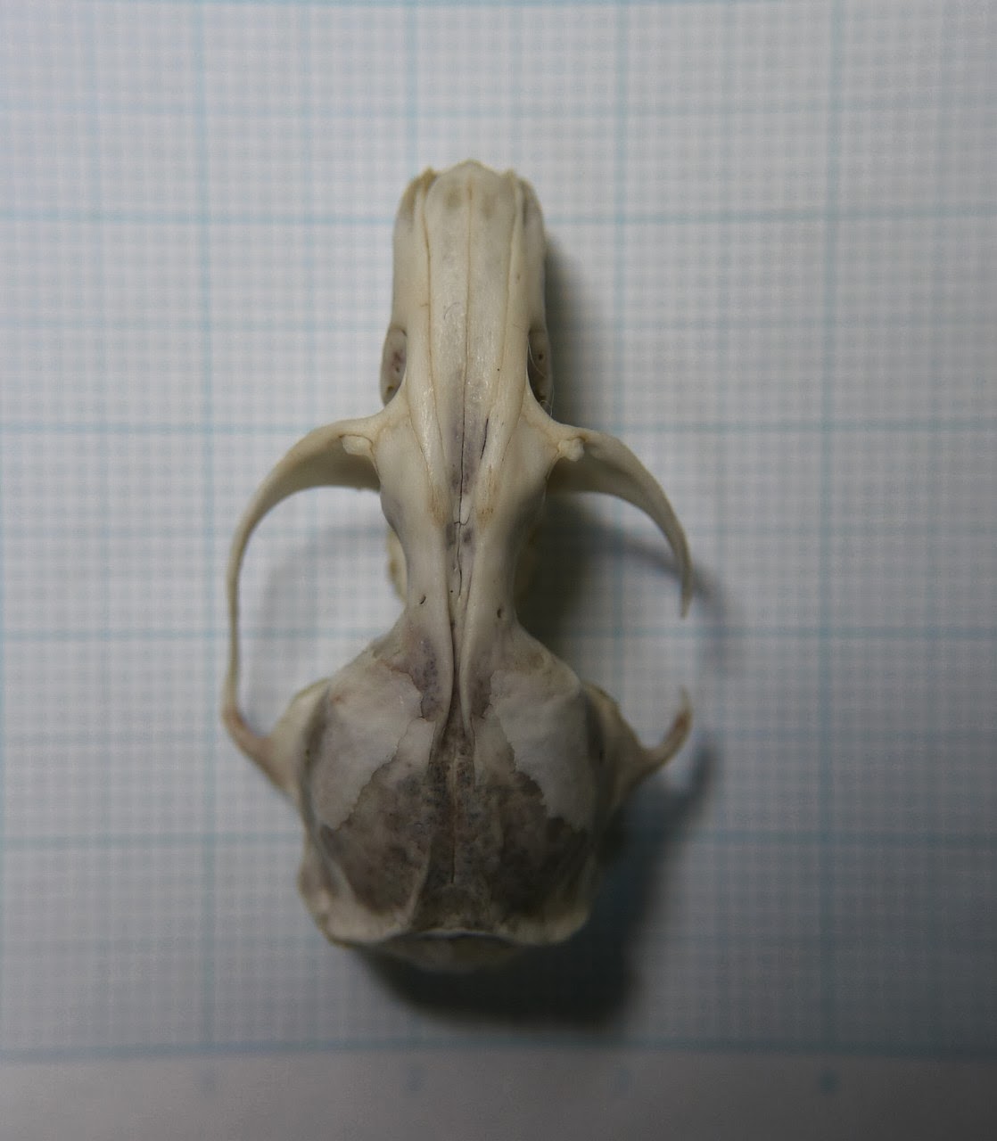 故有事: 不思議なハムスターの頭骨上部 The mysterious the top of a skull of golden hamster.