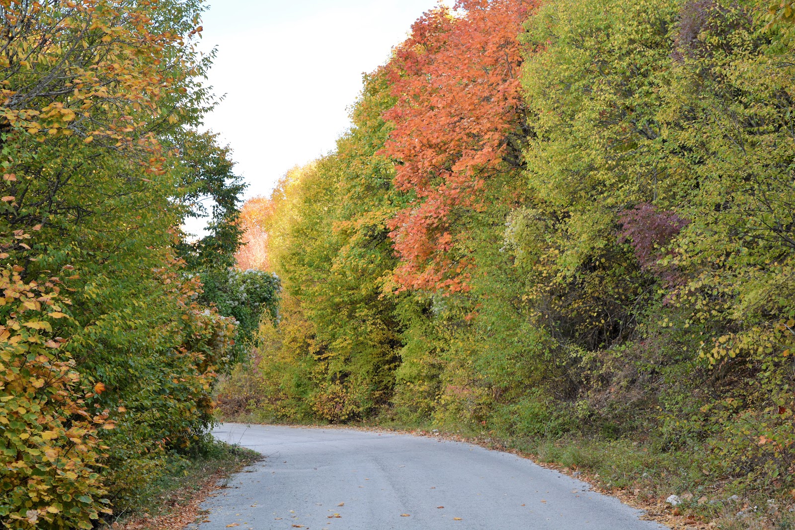 Homo Universalis: ΔΙΚΟΡΦΟ ΖΑΓΟΡΙΟΥ - ΦΩΤΟΓΡΑΦΙΚΟ ΑΛΜΠΟΥΜ ΤΟΥ ΜΠΑΜΠΗ ...