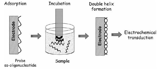 Dunia Kimia: METODE AMPEROMETRI (VOLTAMETRI) DAN APLIKASINYA (DETEKSI ...