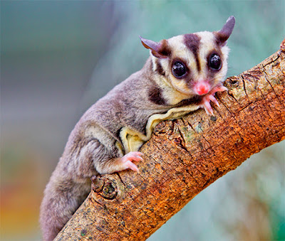 AUSTRÁLIA - O Último Reduto - "Nasci Para Ser Selvagem"