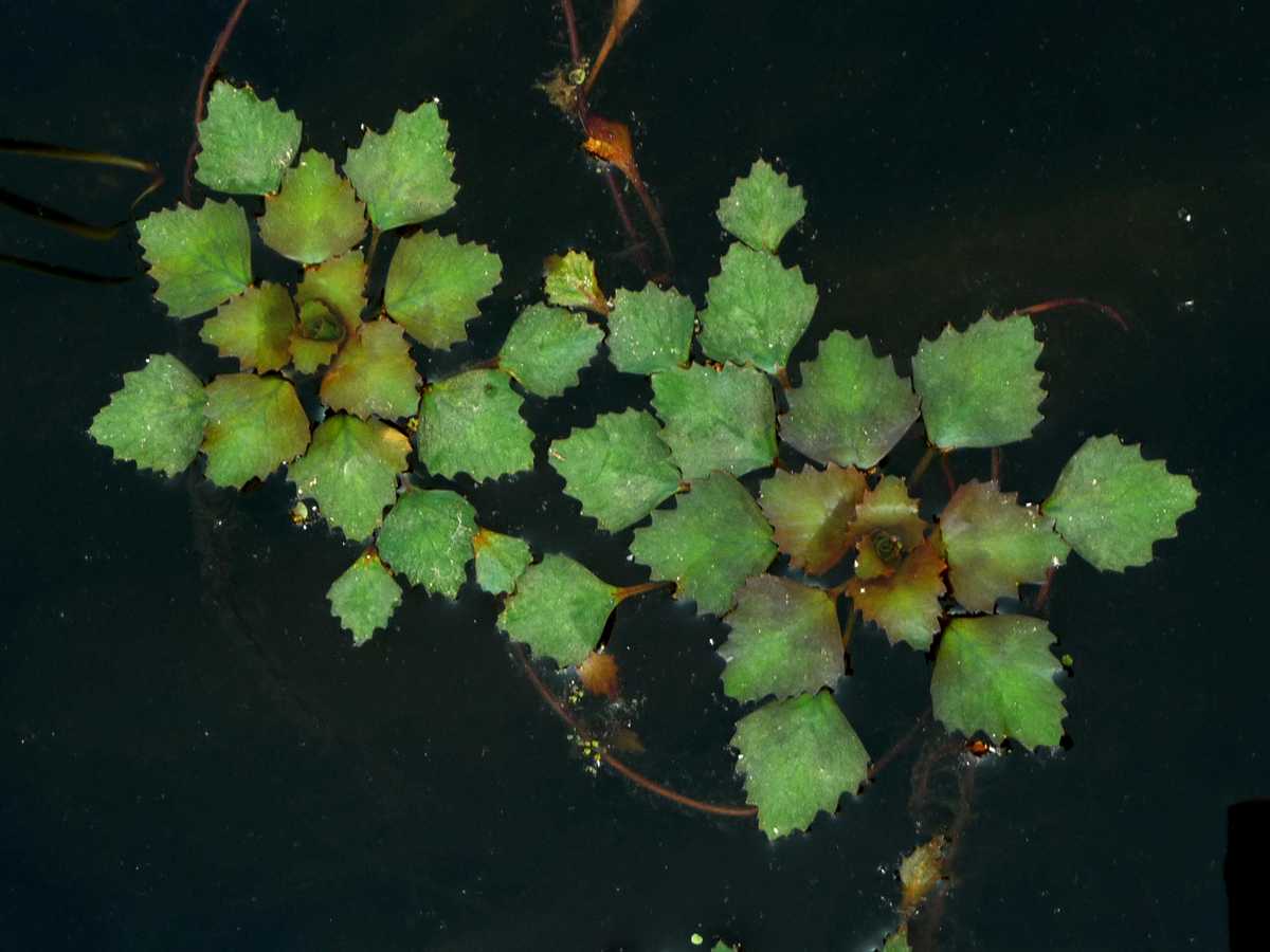 r o b i n 's y a r d: Trapa natans