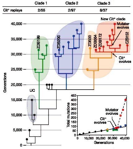 Sandwalk: Lenski's long-term evolution experiment: the evolution of ...