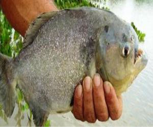 WORLD INFO: Piranha Attack Brazil Beach Visitors