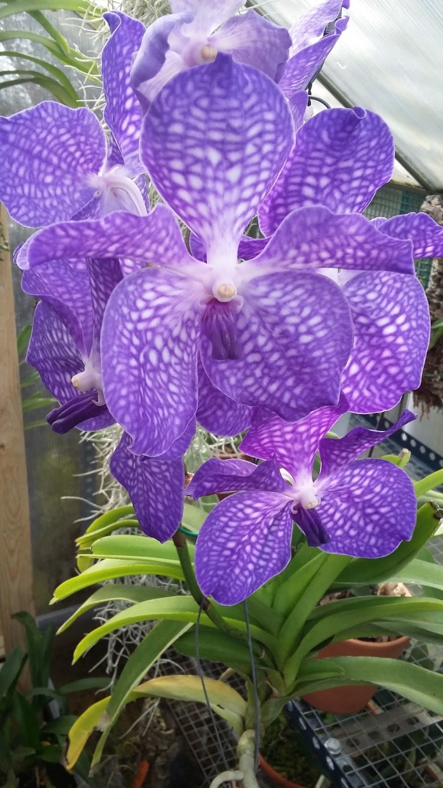 Orquídeas JR: Vanda