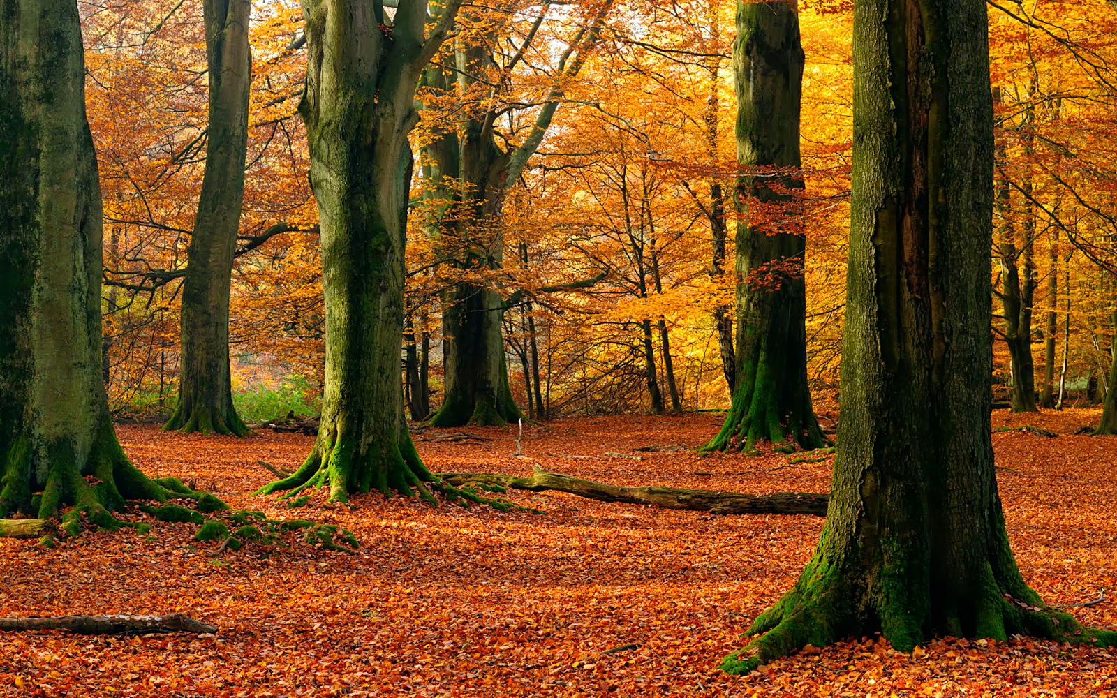 Forests and livelihoods sustainability