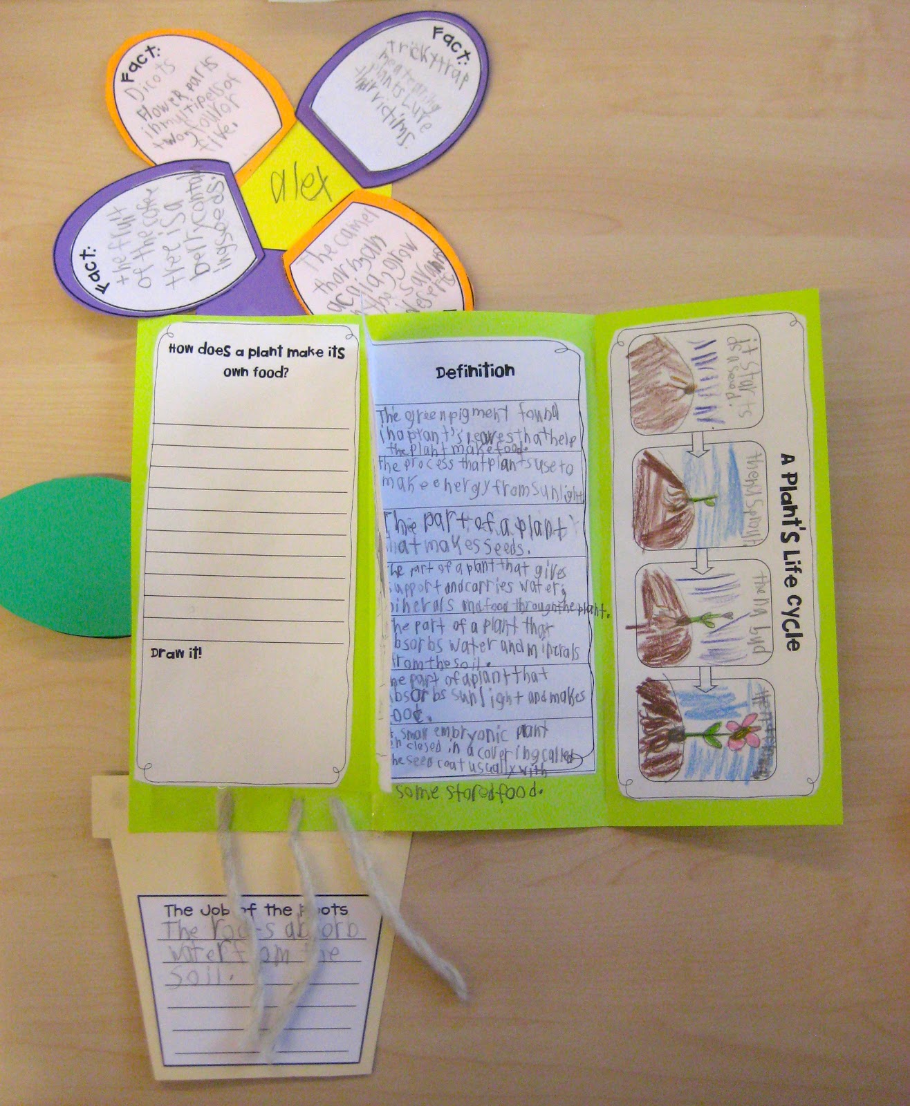 Ms. Liebel's Classroom: Plant Unit: Foldable Flower