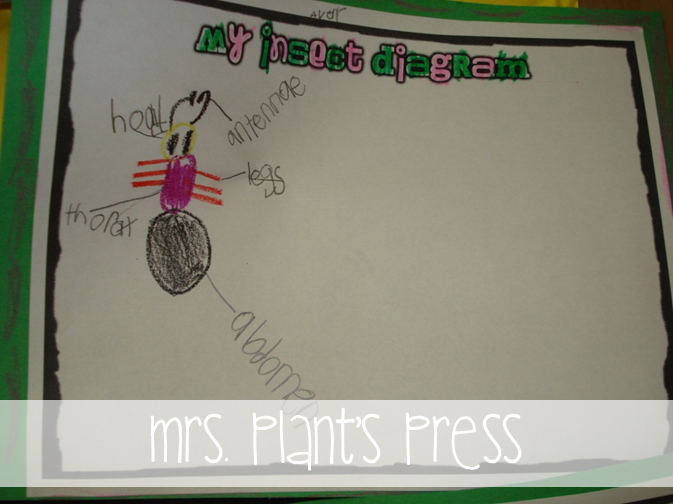 We've Gone Buggy! - Primary Press