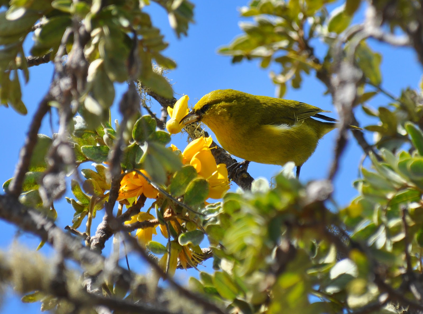 200 Birds: Hawaii's Native Forest Birds