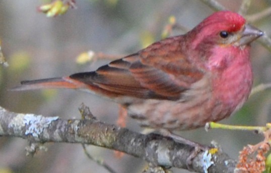 Bird of the Day: Purple Finch