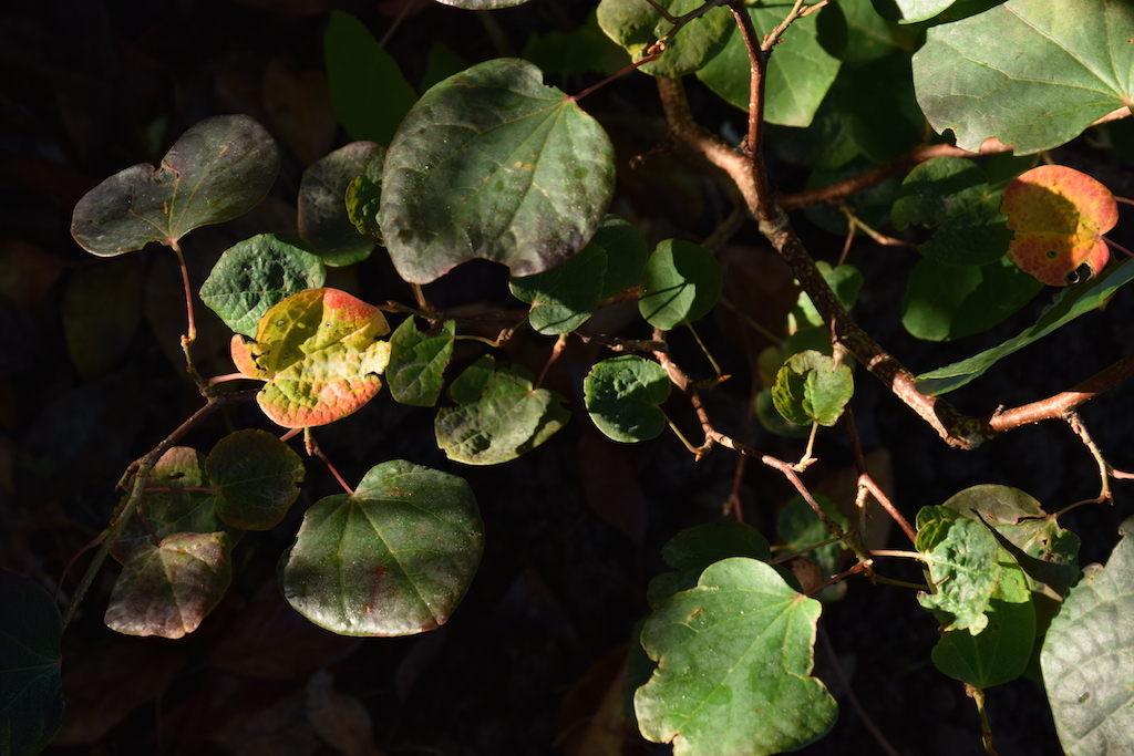 Händigakvinnan: Rodnar olika