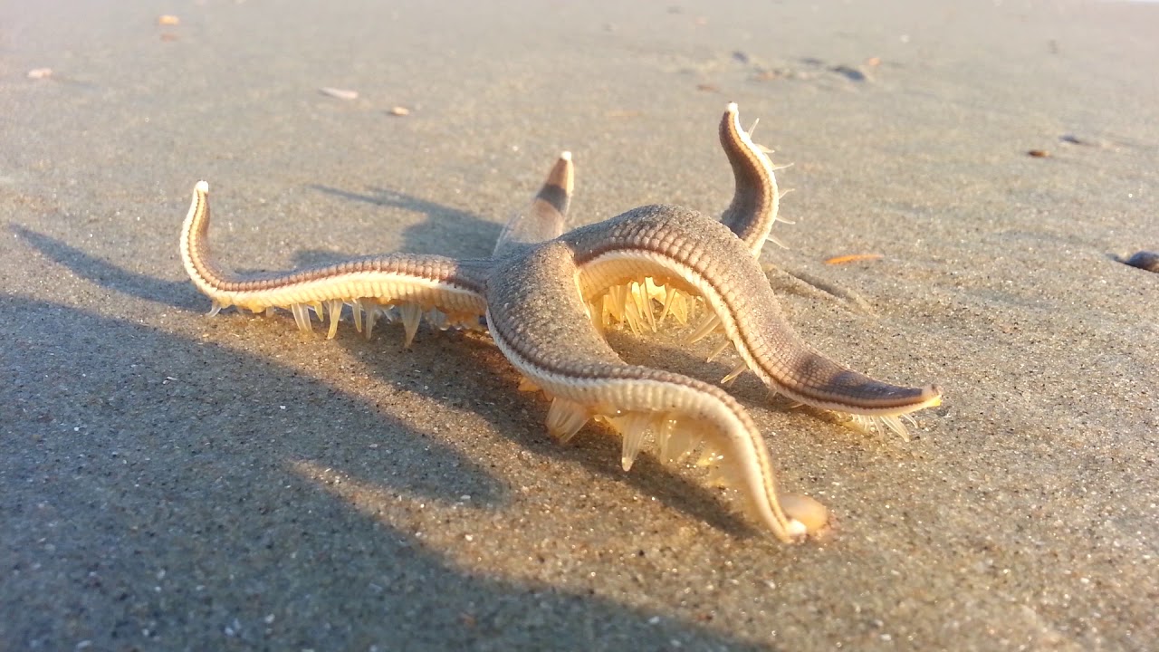 Jo-Anne's Ramblings: Indestructible Creatures/ Starfish