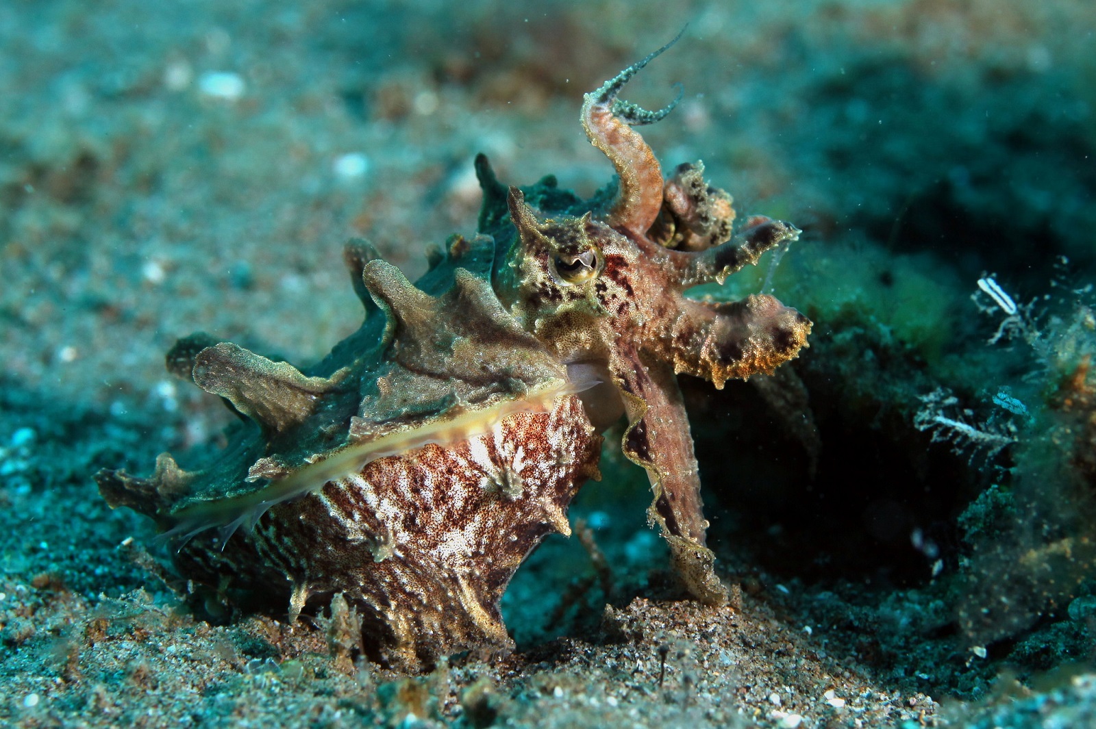 Real Monstrosities: Flamboyant Cuttlefish