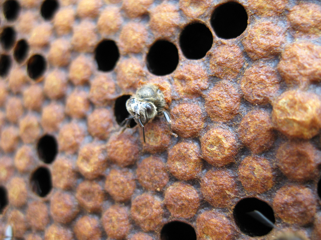 Alex Brown Photography Blog: Macro Bees