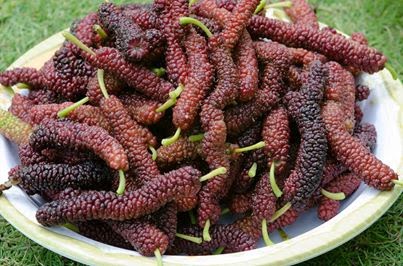 Mulberry (Fresh Shehtoot) | Express Photos