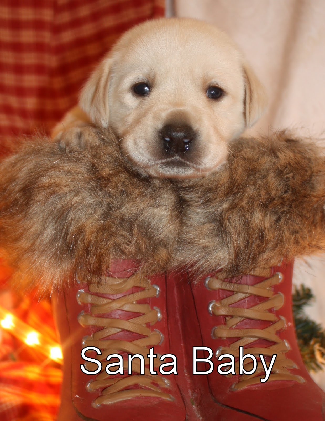 Maplewood Labradors: White Labrador Puppies!!!