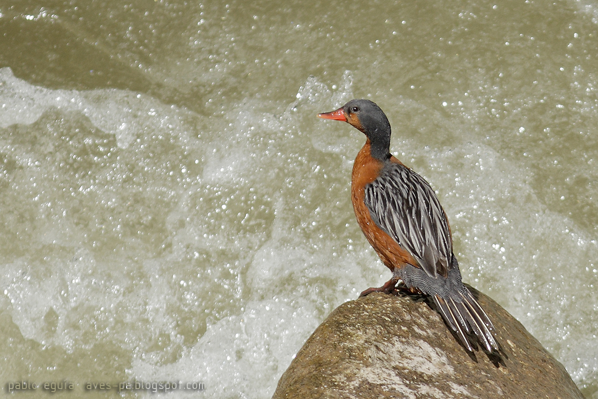 mis fotos de aves: Merganetta armata Pato de Torrente Torrent duck