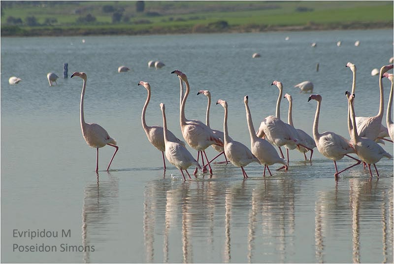 Cyprus photography: Flamingos at Larnaca salt lake