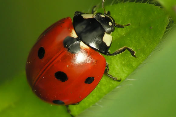 EL CAJON DE LOS CONOCIMIENTOS: CATARINA