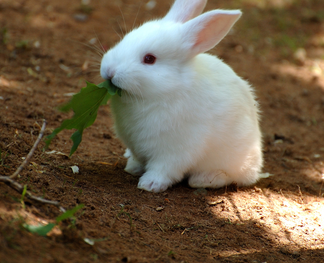 Arkaplan Duvarkağıdı Resimleri: Tavşan Arkaplan Duvar Kağıdı