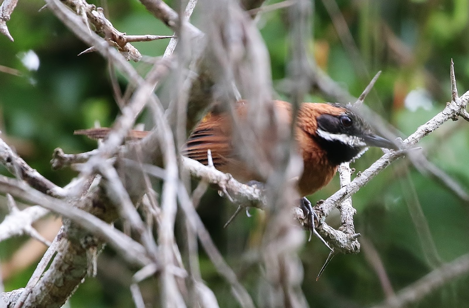 Nuestro bello mundo...: Excursion Paraguana, Edo. Falcon, tercer dia ...