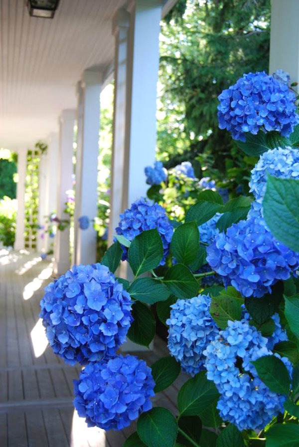 ciao! newport beach: summer hydrangeas