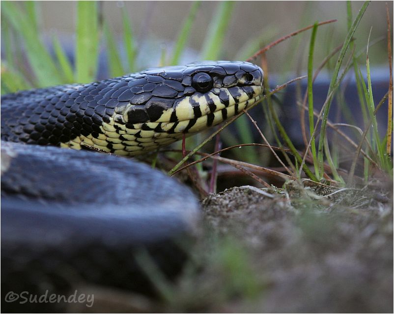 wilde perspektiven: Vom Amur an die Ems