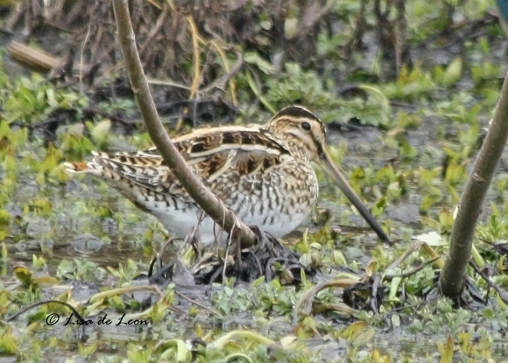 Common Snipe - Various Bird Species