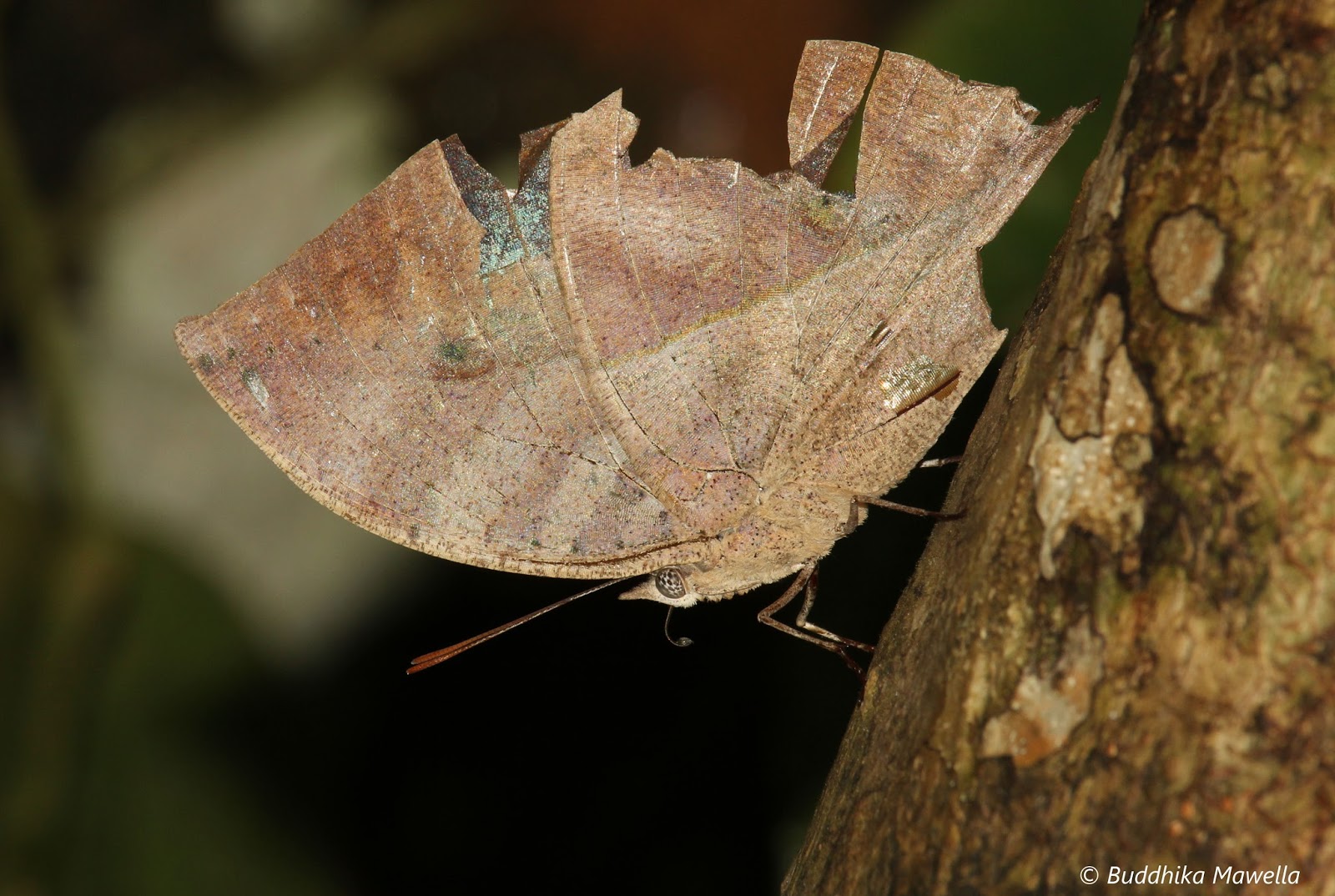 Lanka Nature Summary: Sri Lankan Blue Oak leaf (Kallima philarchus)