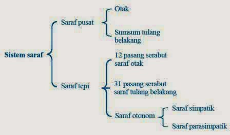 ARTIKEL IPA: Sistem Saraf Manusia - Artikel Biologi