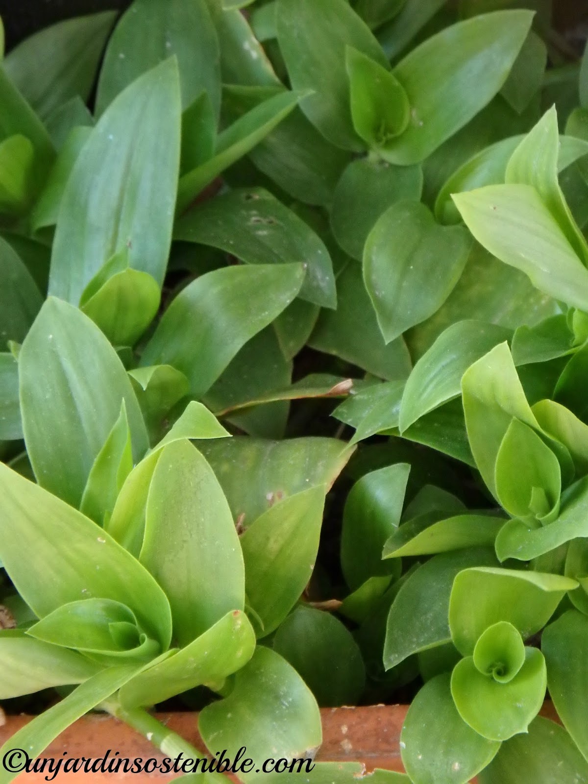 Callisia repens (Calisia)