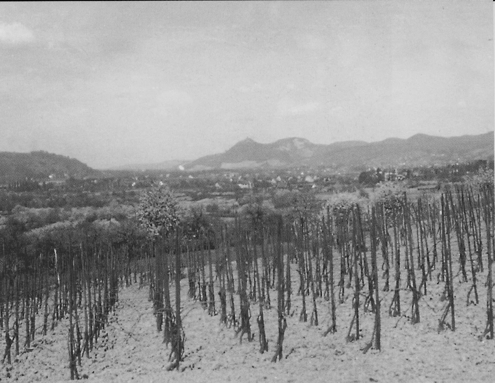 Weinkultur Unkel und Scheuren: Blicke auf Scheuren