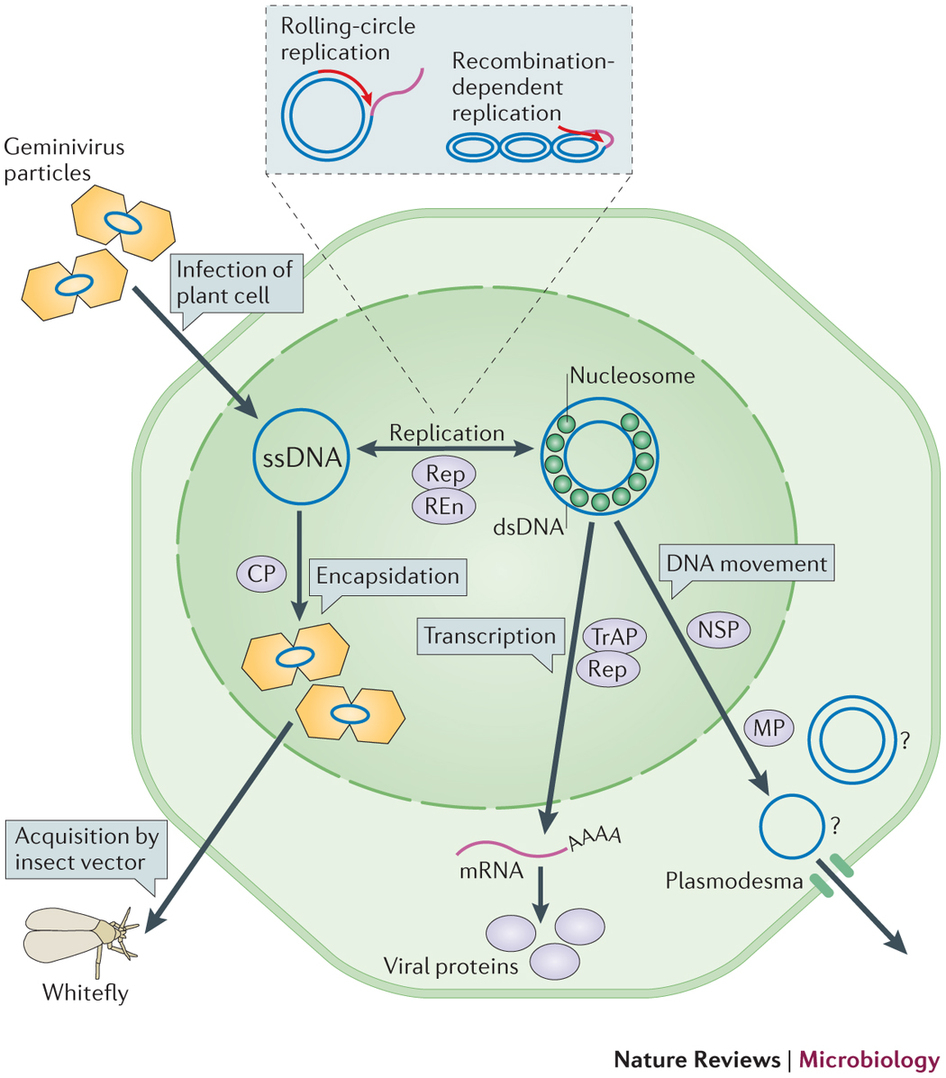 MicroBichos: WmCSV, el gemivirus de la sandía