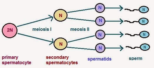 Pengertian Spermatosit dan Fungsinya
