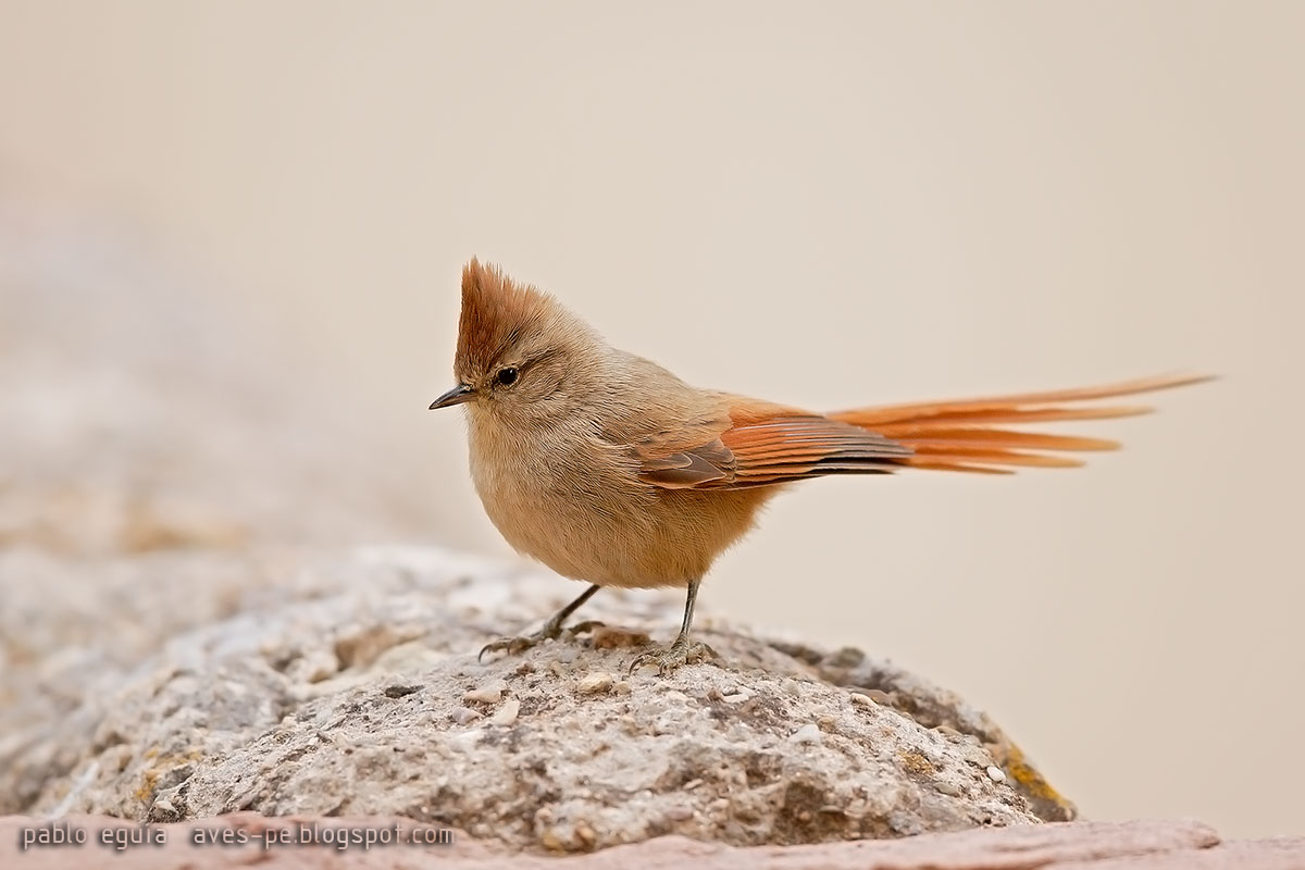 mis fotos de aves: Leptasthenura fuliginiceps Coludito Canela Brown ...