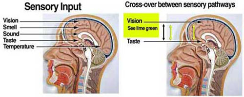 Veesham Printing Press: How Color Affects Taste and Smell
