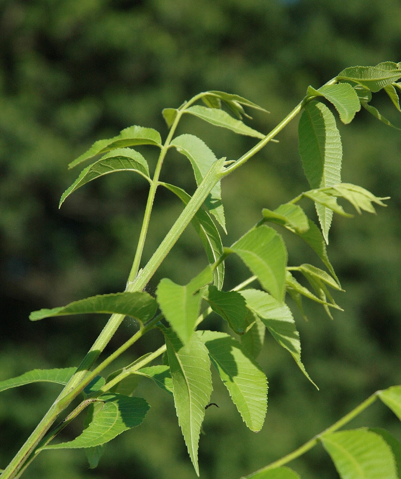 Northern Pecans: Training a tree using the 2-foot rule