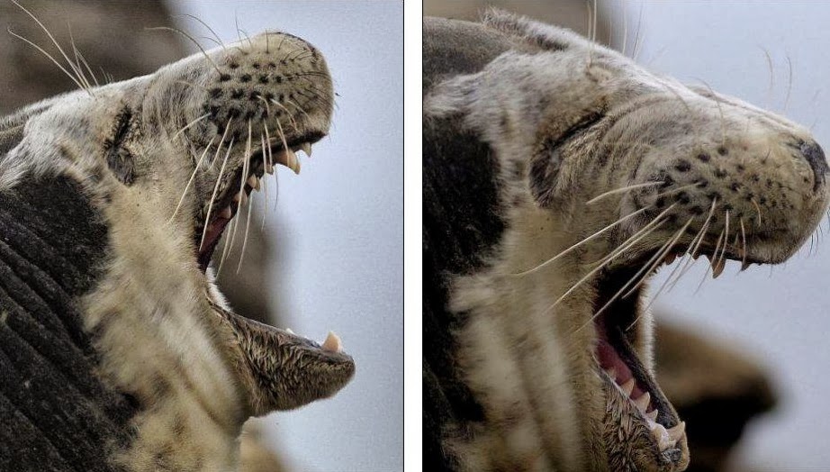 Foca riéndose es captada por el lente de una cámara - Seamos Mas ...