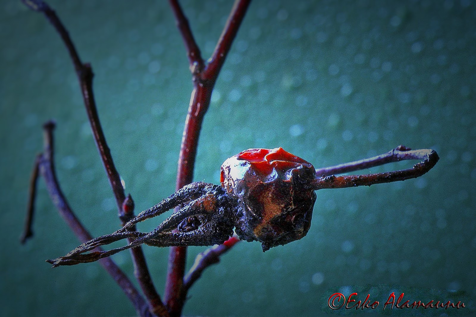 Eko-Kuvia: 'Ruttu-Ruusu...'