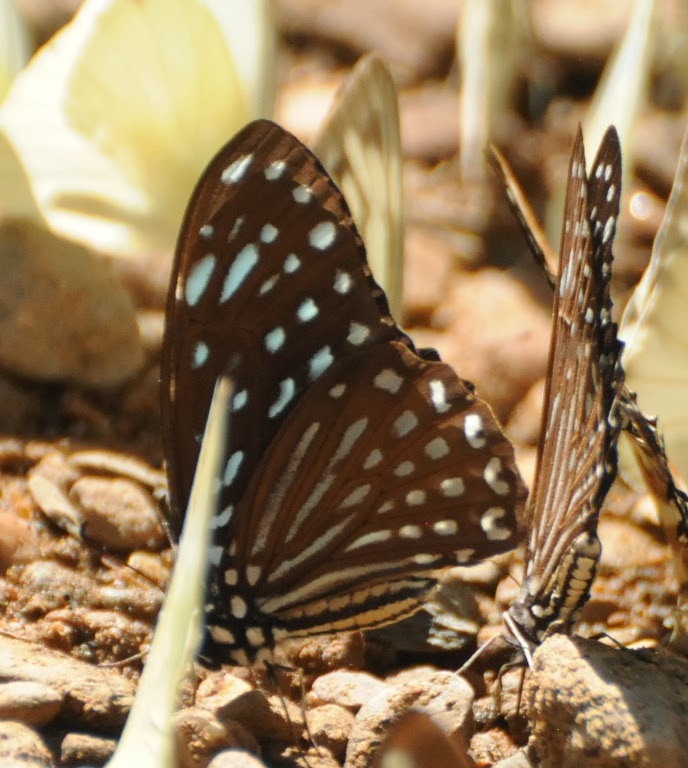 A Wandering Naturalist: Thailand: Butterfly Portraits