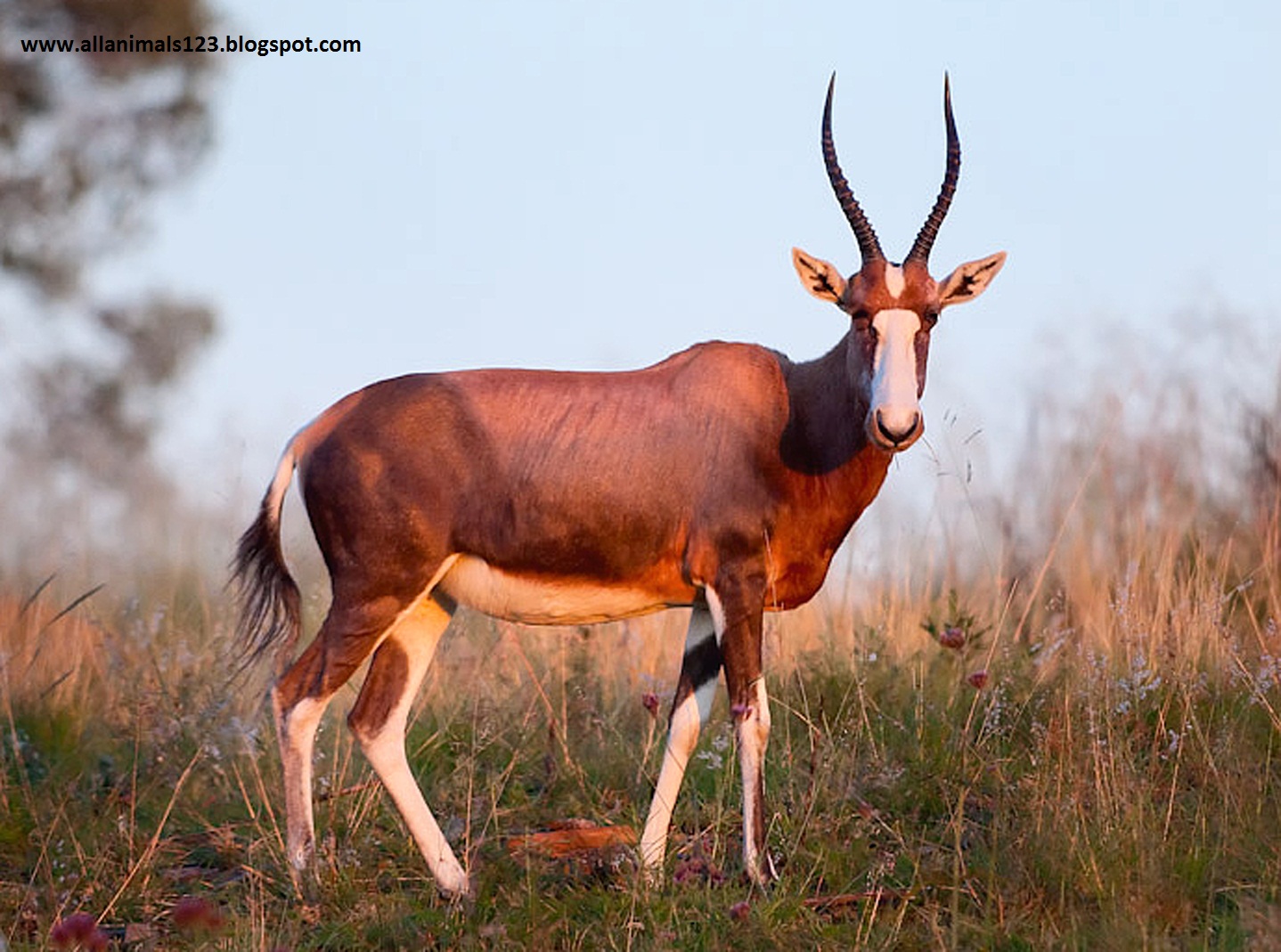 Animals: Blesbok
