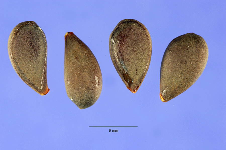 Fruit Seeds of Southern Michigan: Malus spp. -- Crabapple