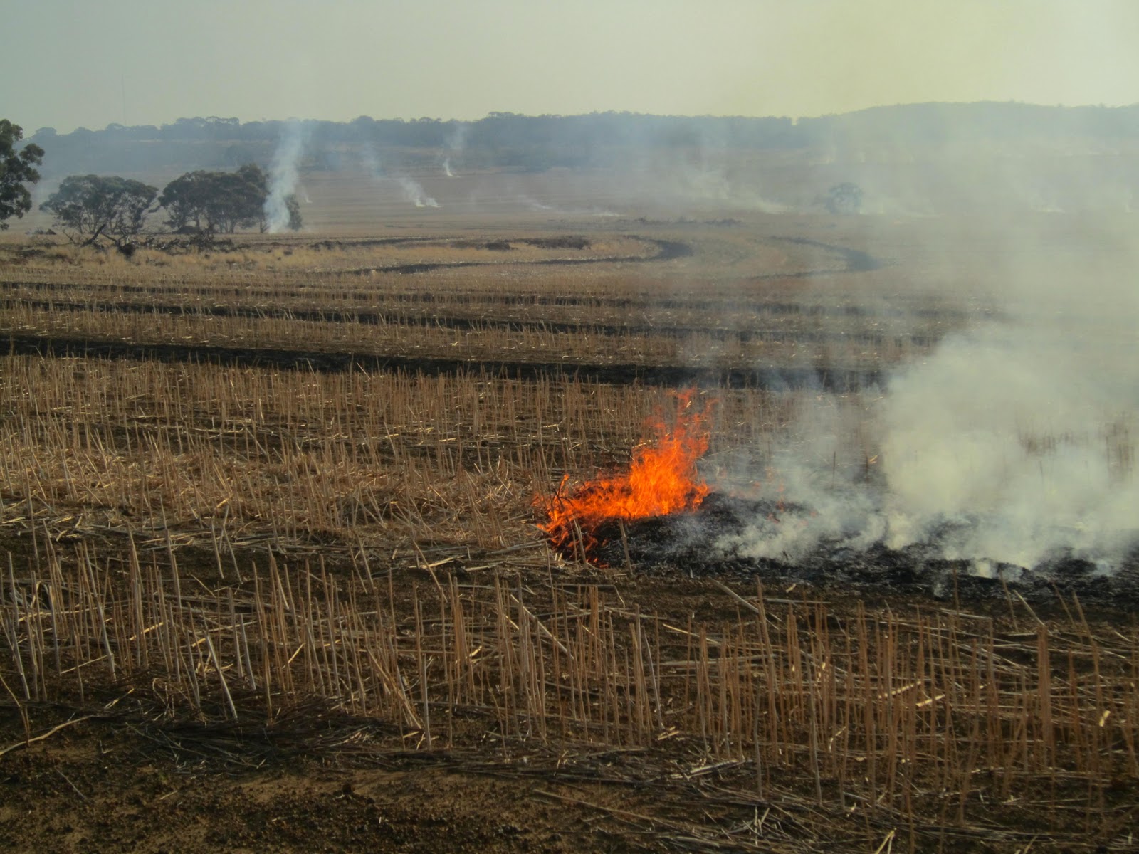 Life In The Country...: Burning Off The House Paddock