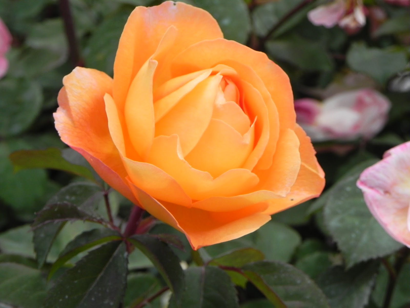 Power of the Flower: Rose Garden at Dow Gardens in Midland Michigan