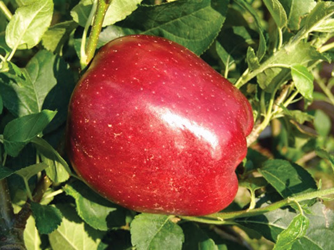 Trees Planet: Malus domestica - Apple