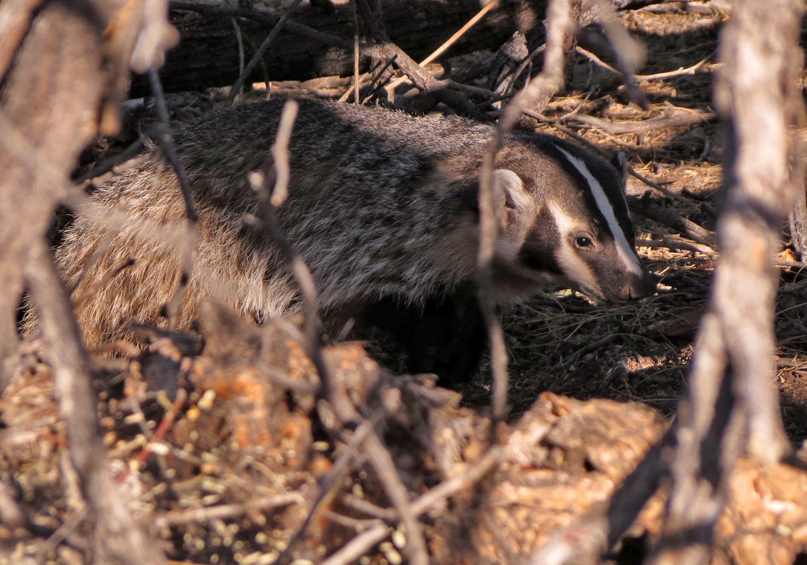 Desert Colors: Badgers