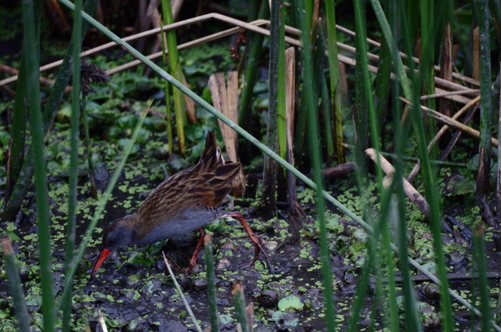 RECORRIDOS POR LA NATURALEZA: LA TINGUA BOGOTANA