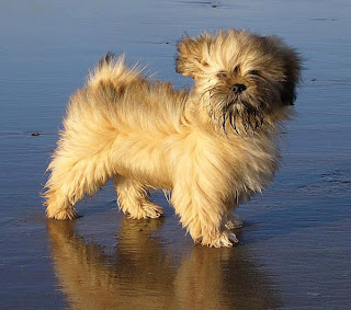 Lovable Puppy Pictures