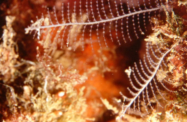 CUADERNO DE CAMPO del Treparriscos: 1992